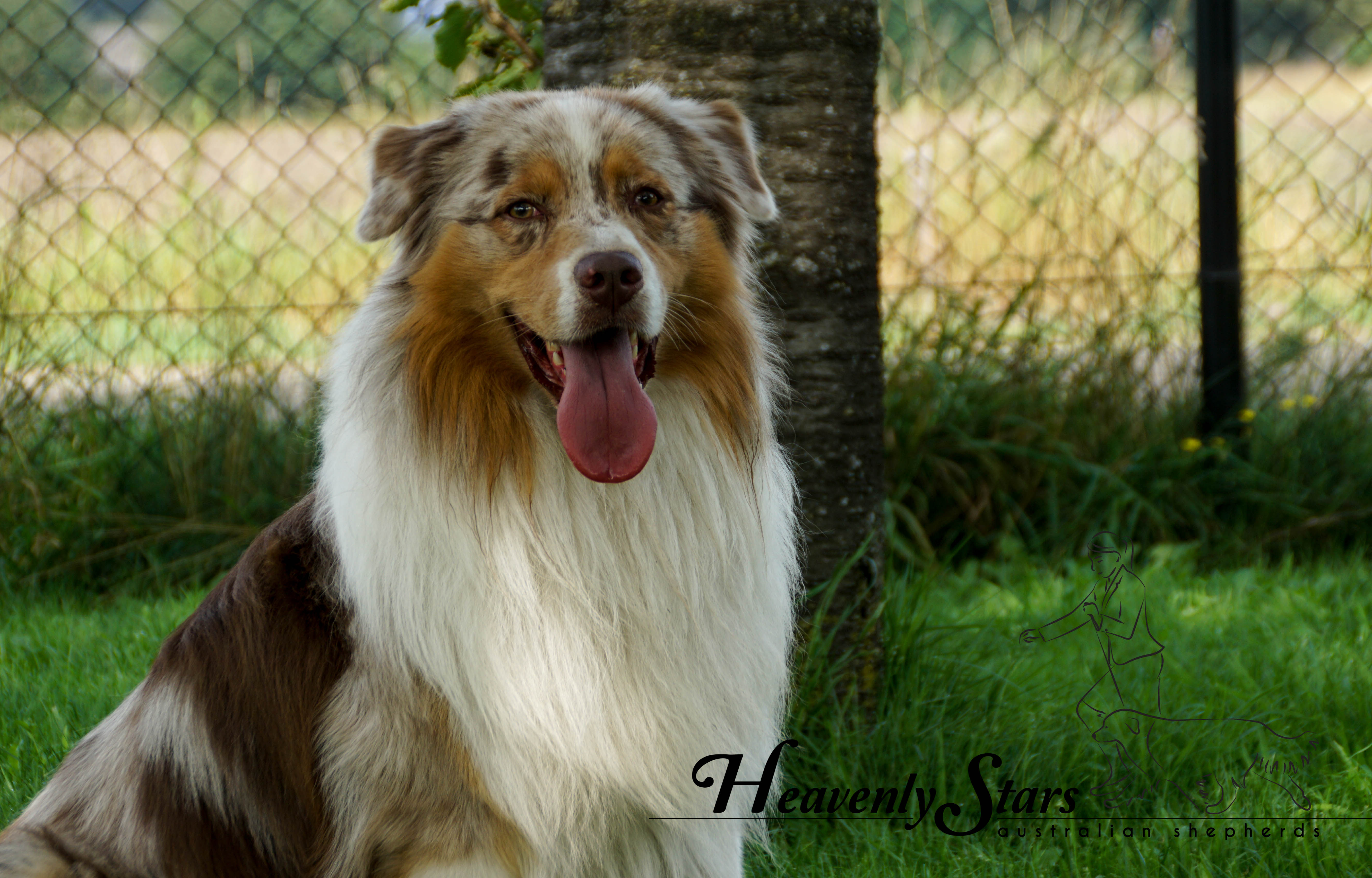 Heavenly Stars - Australian Shepherds
